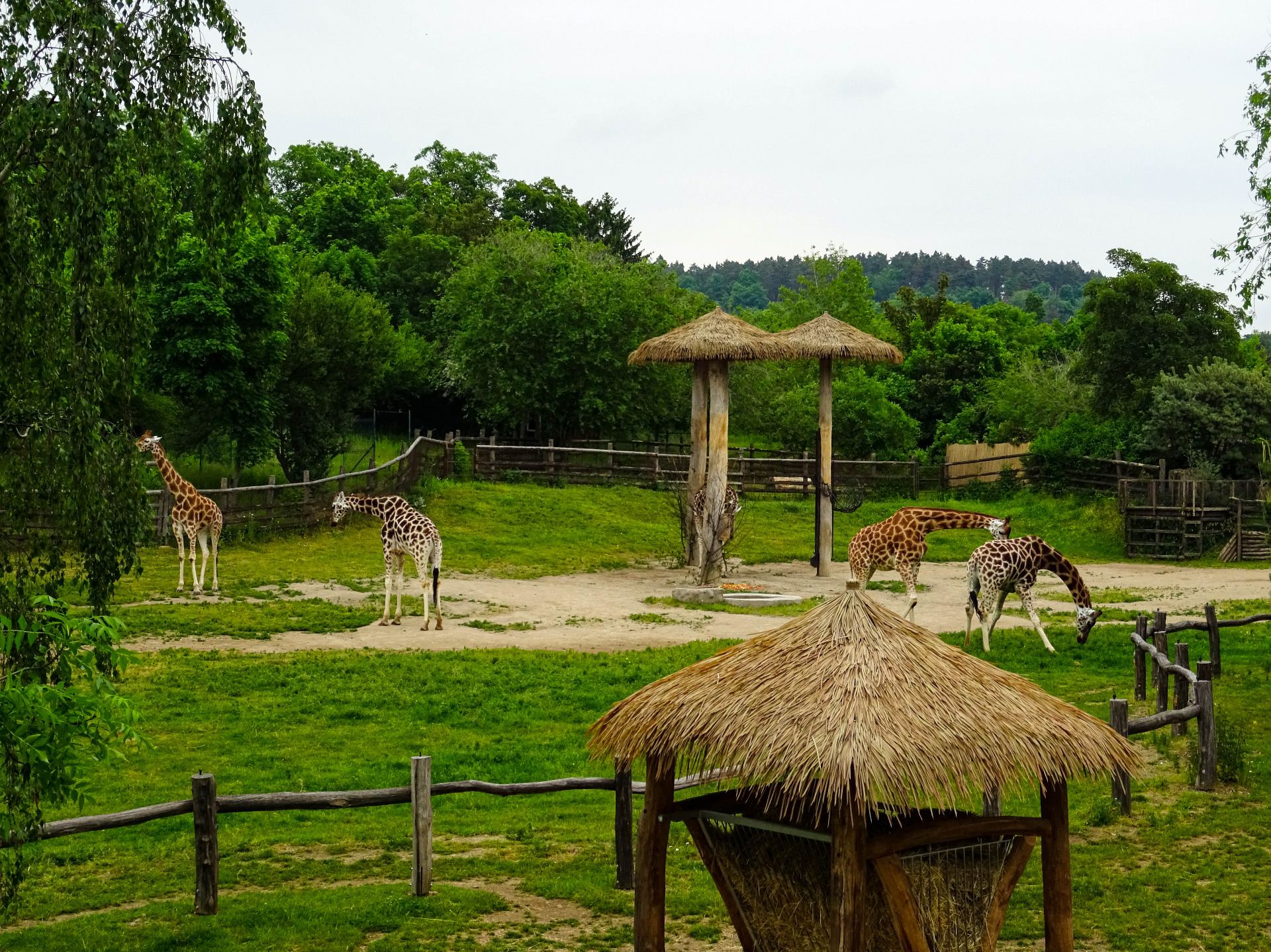 Praha - ZOO :: Toulavá liška